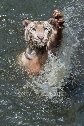 white tiger waving a greeting with his claw 이미지 (160112230) - 게티이미지뱅크