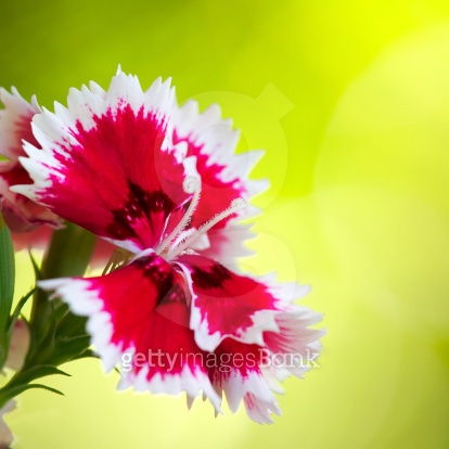 Red and white dianthus closeup 이미지 (119597595) - 게티이미지뱅크
