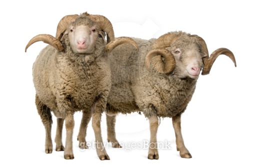 Front view of Two Arles Merino sheep, rams, standing. (104355459) - 게티이미지뱅크