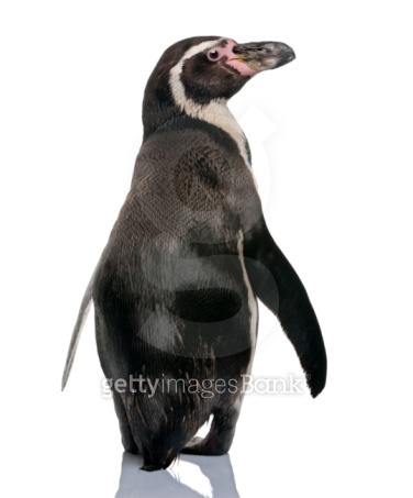 Rear view of Humboldt Penguin standing and looking back (97889878) - 게티 ...