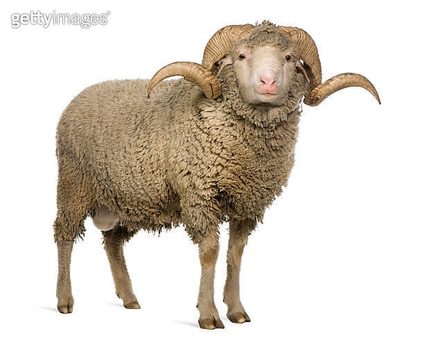 Front view of Arles Merino sheep, ram, standing. 이미지 (102716830) - 게티이미지뱅크