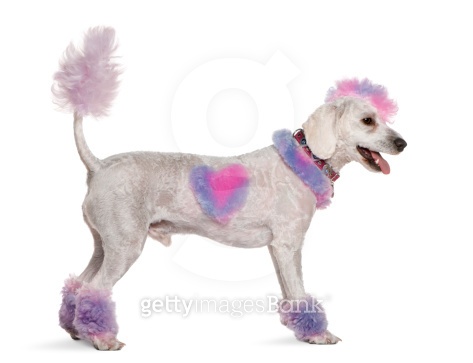 Groomed poodle with mohawk,pink and purple fur, standing. (119088291 ...