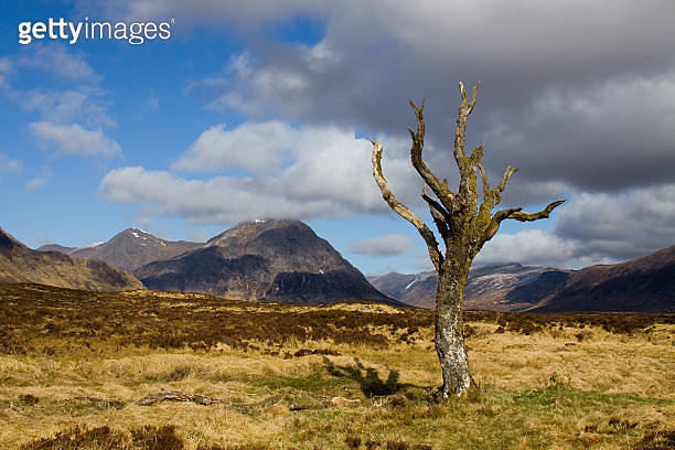 Single dead tree on Rannoch Moor, the Scottish Highlands. 이미지 ...