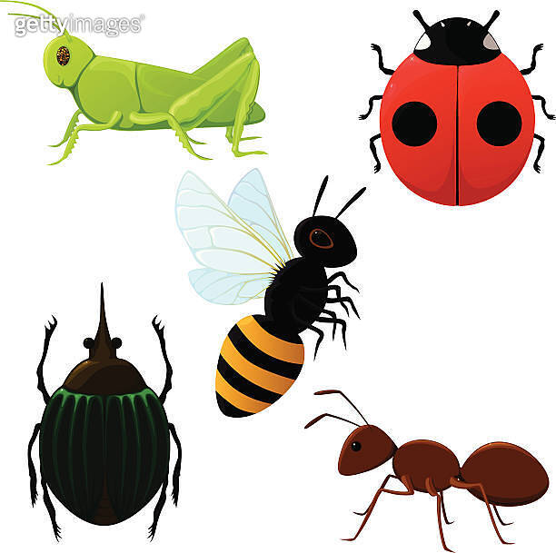 Insects 2 이미지 (163858349) - 게티이미지뱅크