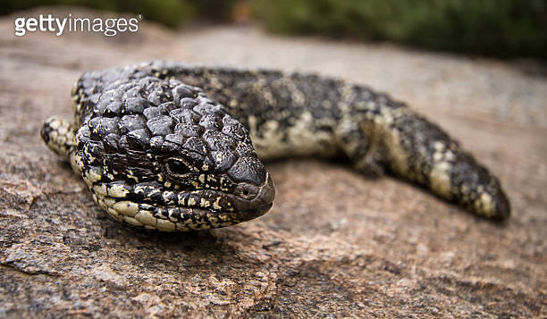 Shingleback Lizard 이미지 (184122909) - 게티이미지뱅크