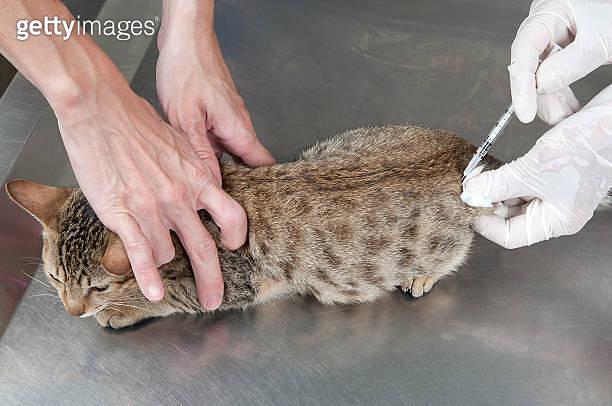 Tabby Cat Vaccination Shot 이미지 (184972947) - 게티이미지뱅크