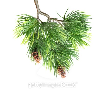 Close up of fir tree branch 이미지 (136160138) - 게티이미지뱅크