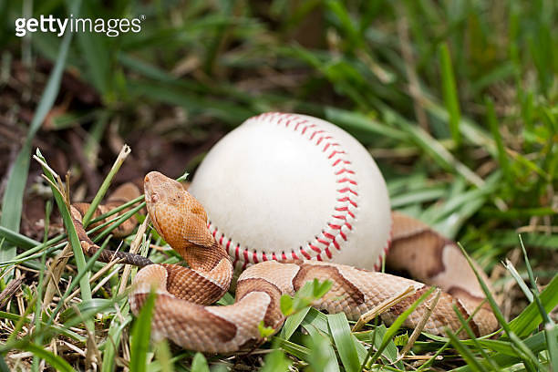 Copperhead Snake Around Baseball 이미지 (160340026) - 게티이미지뱅크