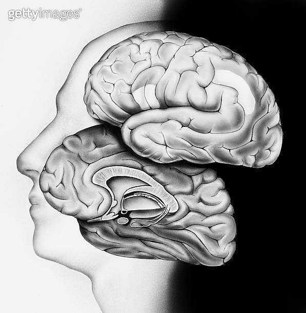 Brain - Cross Section In Context (135177341) - 게티이미지뱅크