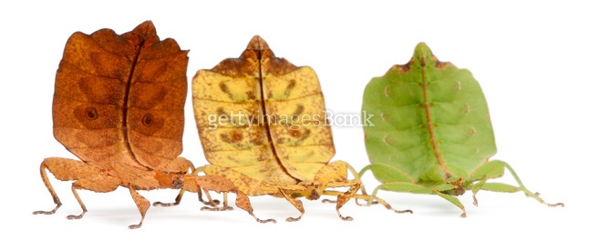 Front view of Phyllium Westwoodii, three leaf insects, white background ...
