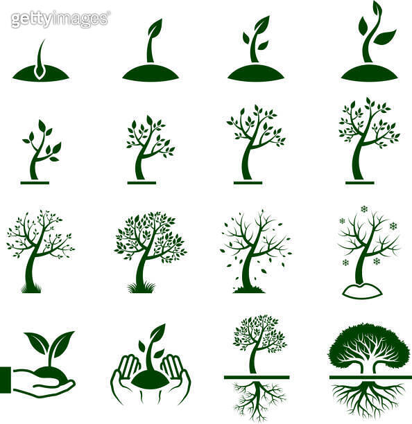 Tree Growing Process black & white icon Set 이미지 (163881705) - 게티이미지뱅크