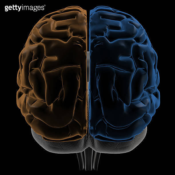 Hemispheres of the brain back view 이미지 (177251564) - 게티이미지뱅크