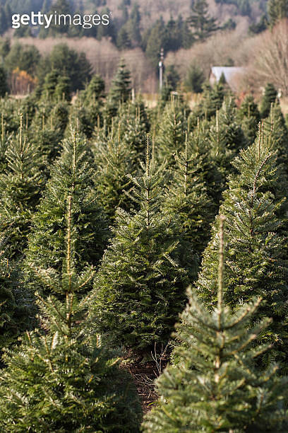 Young Cultivated Evergreen Trees Growing Together 1 이미지 (186818399 ...