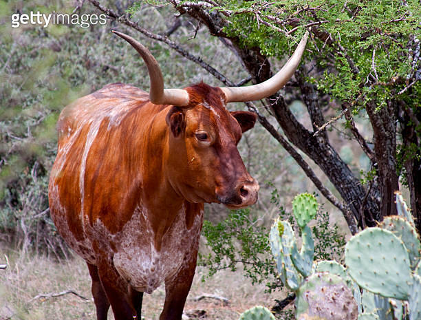 Red and White Texas Long Horn Cow 이미지 (148048194) - 게티이미지뱅크