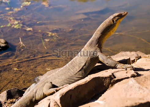 Keep River Water Monitor 이미지 (185273854) - 게티이미지뱅크