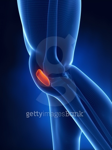 Patella knee anatomy lateral view 이미지 (156224762) - 게티이미지뱅크