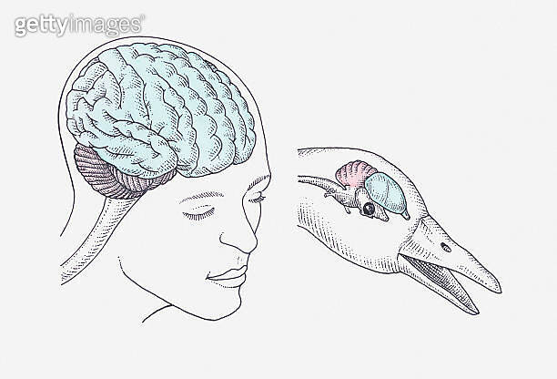 Illustration of Human brain and Bird brain showing the spinal cords ...