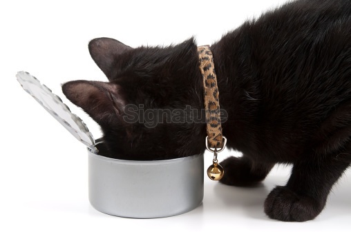 Cat and Tin Can 이미지 (186826347) - 게티이미지뱅크