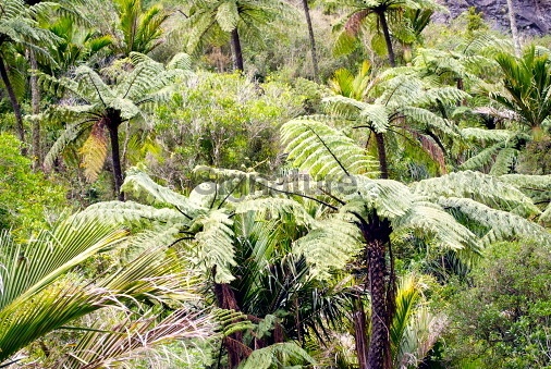"Native Punga Tree & Nikau Bush Background, NZ" 이미지 (174982920) - 게티이미지뱅크
