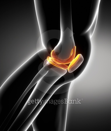 Meniscus and knee cartilage anatomy (177539122) - 게티이미지뱅크