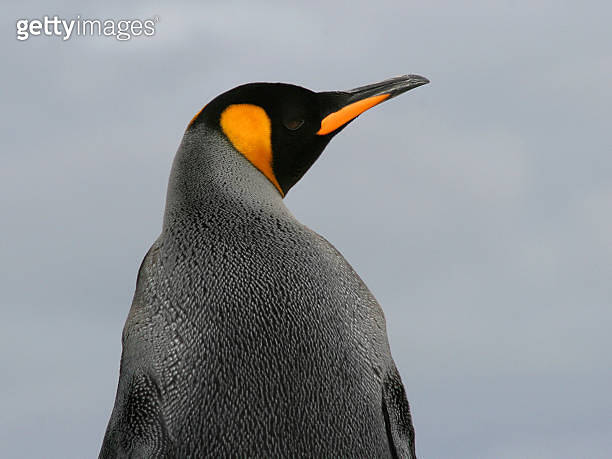 King Penguin profile from behind, Falkland Islands 이미지 (154414883) - 게티 ...