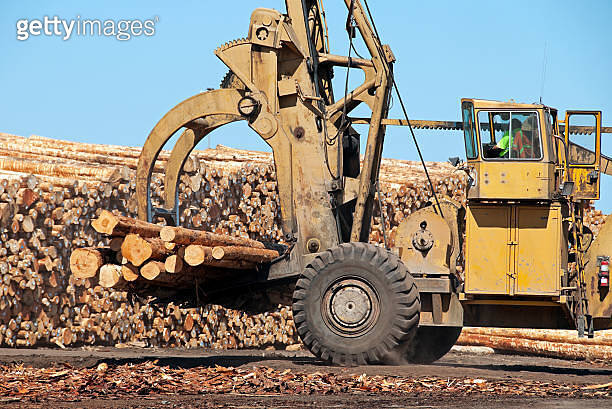 Log stacker moving harvested douglas fir trees in lumberyard 이미지 ...
