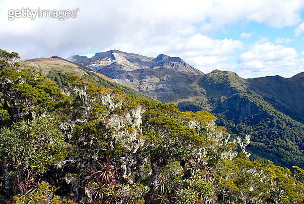 Mt Arthur, The Kahurangi National Park, New Zealand 이미지 (175184362 ...
