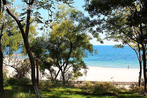 Acacia trees at beach by sea 이미지 (186121351) - 게티이미지뱅크