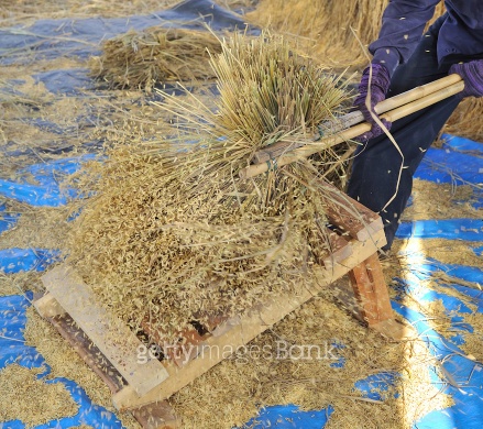 The traditional way of threshing grain in Thailand. 이미지 (450725715 ...