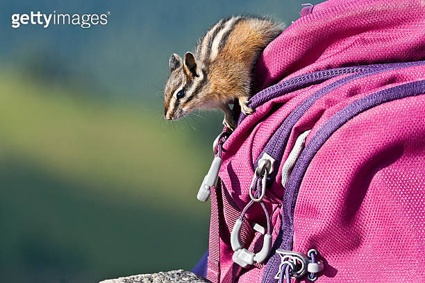 Chipmunk Trying to Steal Food From a Backpack (187363579) - 게티이미지뱅크
