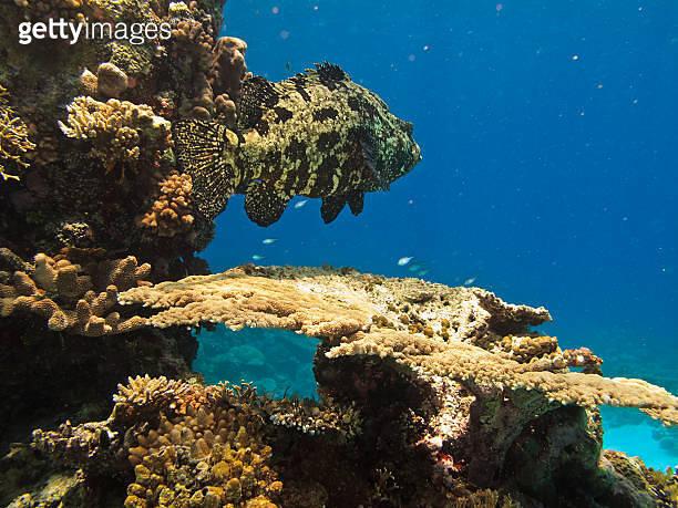 Sea Bass camouflaged by coral swimming at Great Barrier Reef (177721438 ...