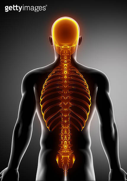 Male backbone with skull posterior view (159434039) - 게티이미지뱅크