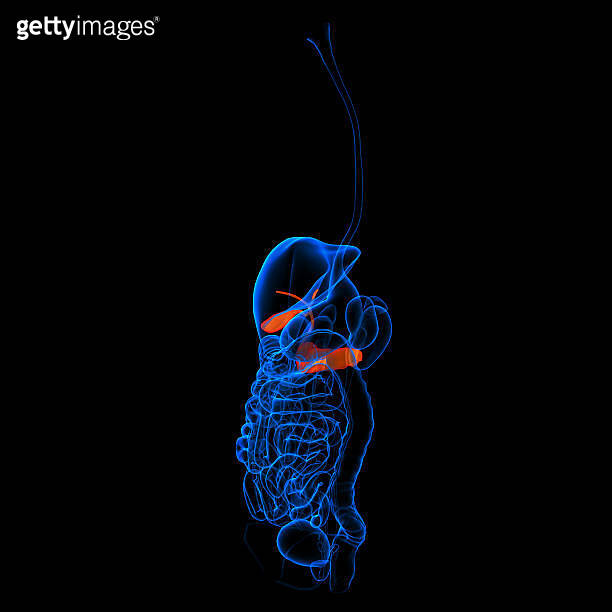 Human digestive system pancreas red colored - side view (186144167 ...