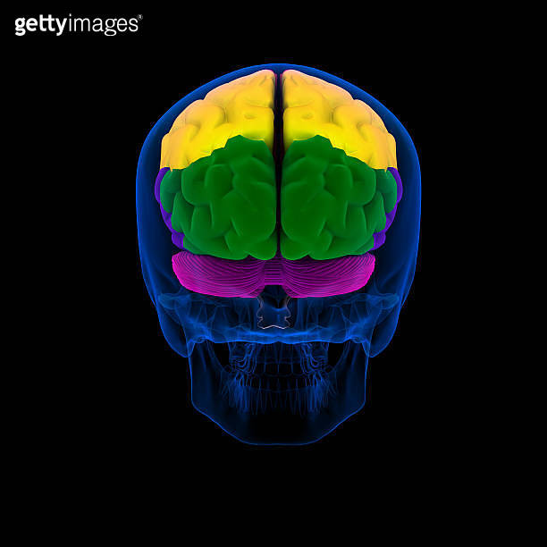 Colored sections of a human brain-cerebrum - back view 이미지 (185990020 ...