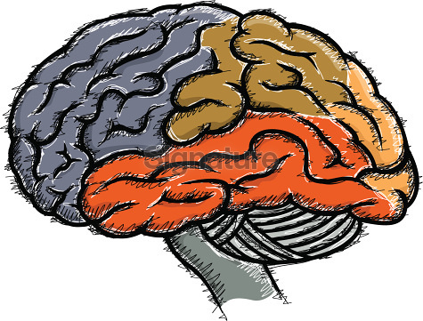 Human Brain sketch 이미지 (165633257) - 게티이미지뱅크