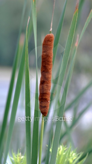 Cattail - single (179354067) - 게티이미지뱅크