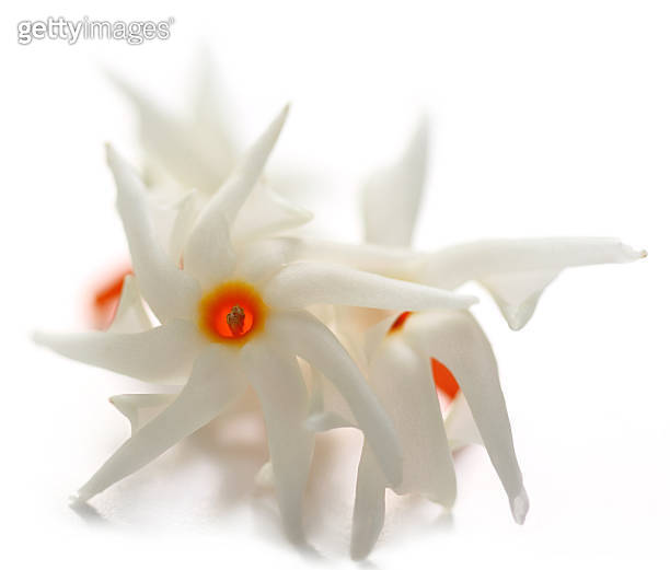 Sheuli flower of Southern Asia 이미지 (178759047) - 게티이미지뱅크