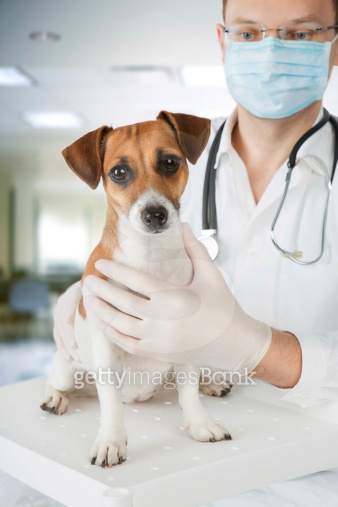 Vet doctor with stethoscope looking at the dog 이미지 (166201385) - 게티이미지뱅크