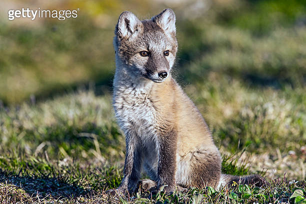 Arctic Fox Kit 이미지 (177742802) - 게티이미지뱅크
