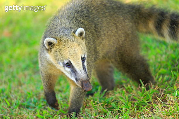 Coati walking in Iguacu National Park - Brazil / Argentina, America ...