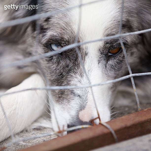 Caged and miserable -Animal care 이미지 (174229292) - 게티이미지뱅크