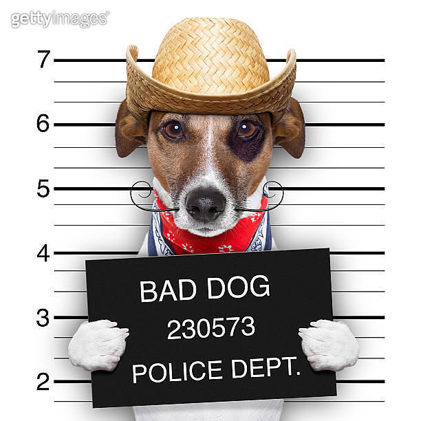 mugshot dog (178884132) - 게티이미지뱅크