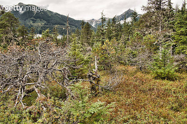 Muskeg in Alaska Wilderness (186574076) - 게티이미지뱅크