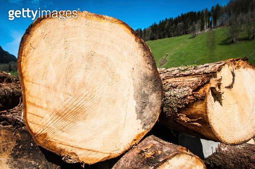 cutted tree trunk side view (175403931) - 게티이미지뱅크