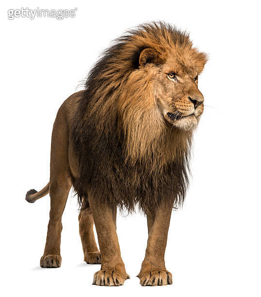 Lion standing, looking away, Panthera Leo, 10 years old (456064681 ...