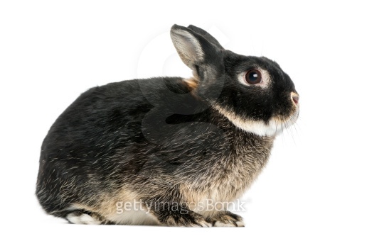 Side view of a Dwarf rabbit, 1 year old, isolated (455626933) - 게티이미지뱅크