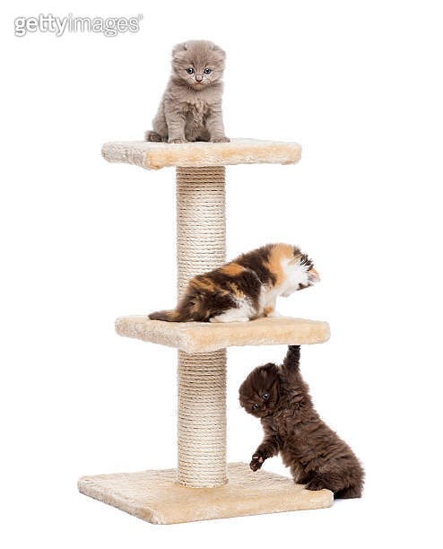 Highland fold or straight kittens playing on a cat tree (455623797 ...