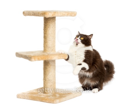 British longhair preparing to jump on a cat tree, isolated 이미지 ...
