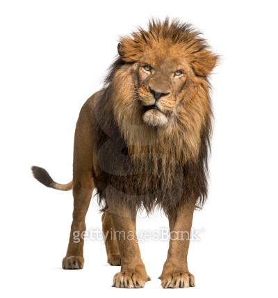 Lion standing, looking at the camera, Panthera Leo, 10 years (455643909 ...