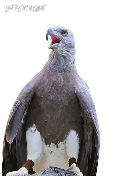 Lesser Fish Eagle ( Ichthyophaga humili ) 이미지 (178824884) - 게티이미지뱅크